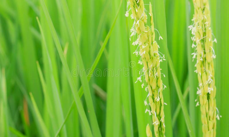 Rice flower stock photo. Image of grain, macro, green - 18367614