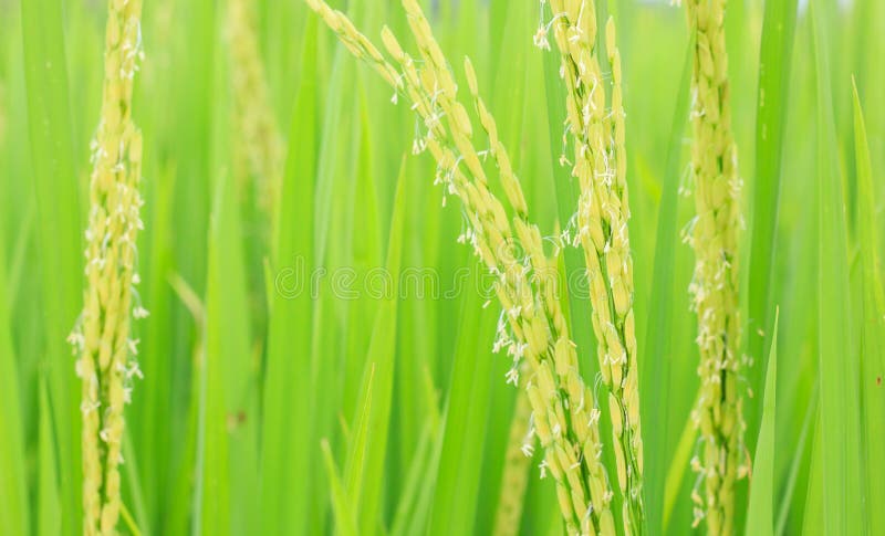 Rice flower stock image. Image of plant, grain, asian - 63596971