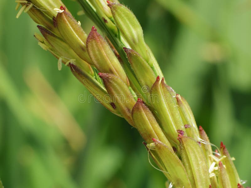Rice flowering stock photo. Image of oryza, thailand - 38778812