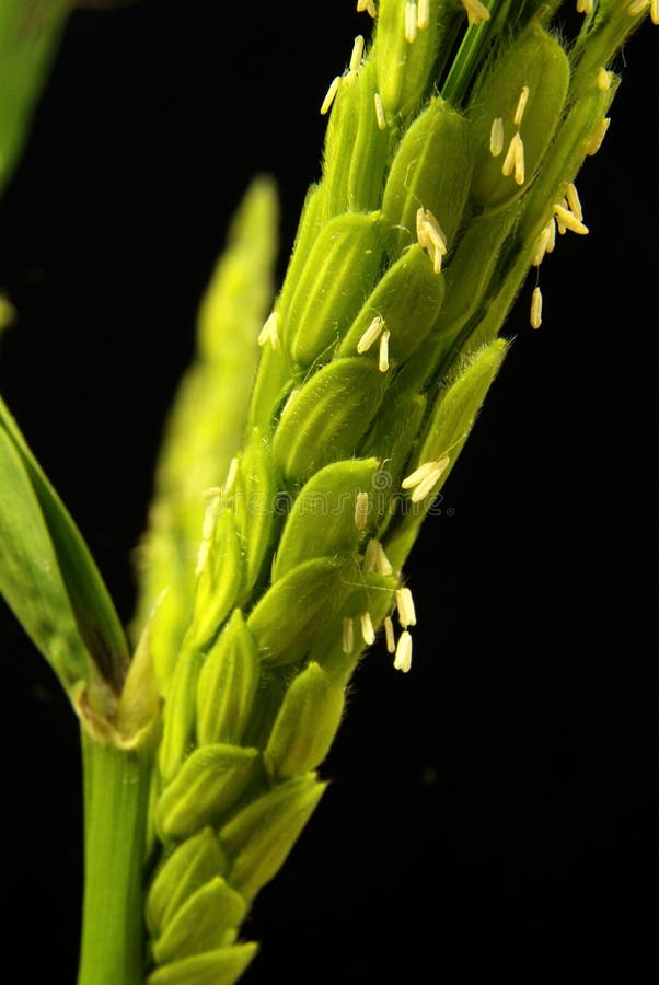Flowering in rice stock photo. Image of spring, fecundity - 26453330