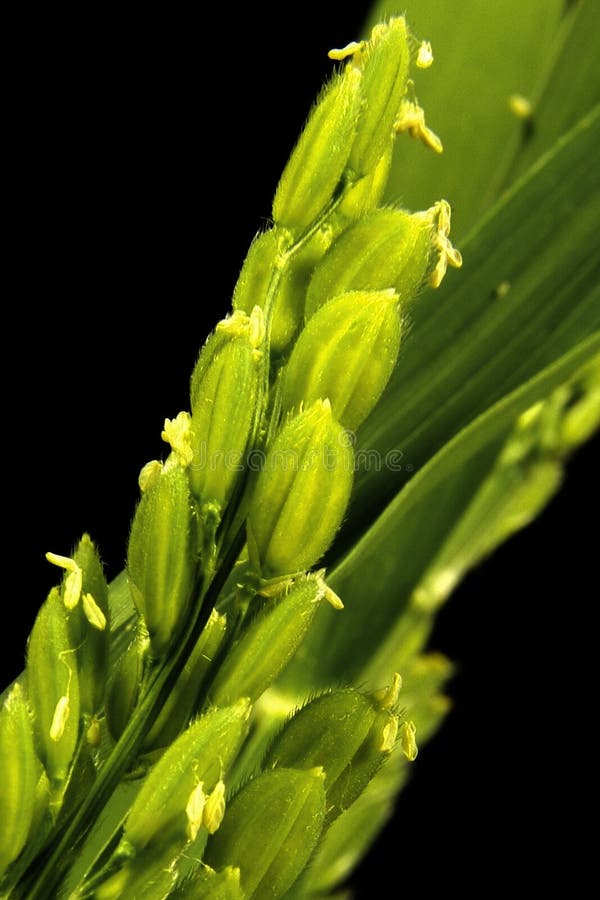 Flowering in rice stock photo. Image of spring, fecundity - 26453330