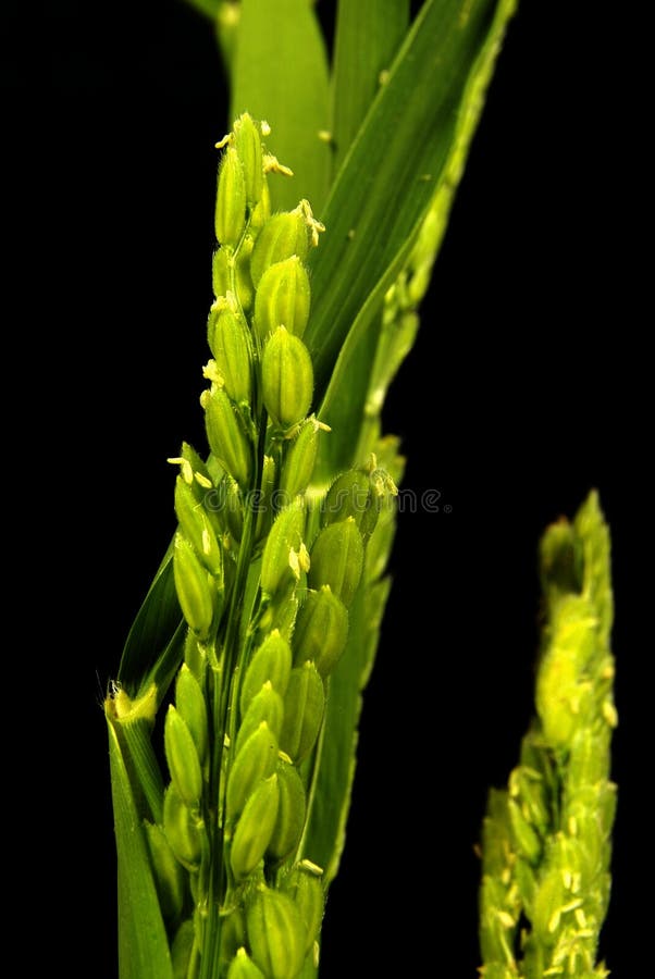 Flowering in rice stock photo. Image of life, flowers - 26453330