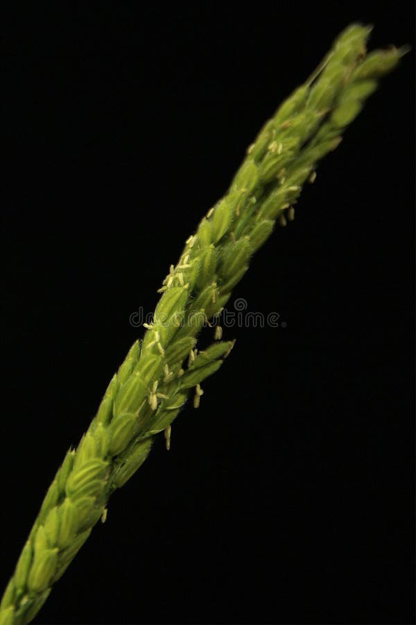 Flowering in rice stock photo. Image of spring, fecundity - 26453330