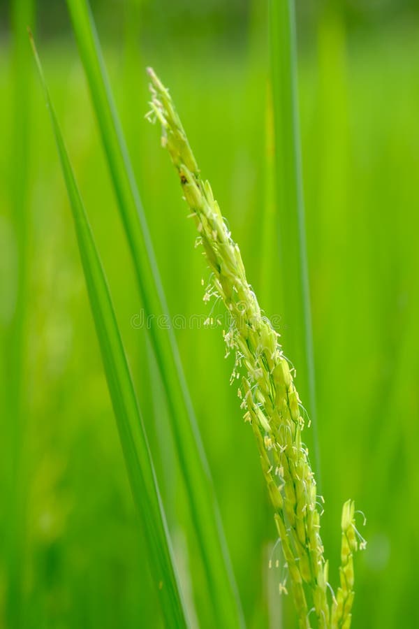 Paddy rice are flowering stock photo. Image of countryside - 38155610