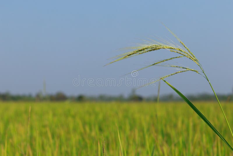 Rice Flowering in the Fields at Morning. Stock Image - Image of closeup ...