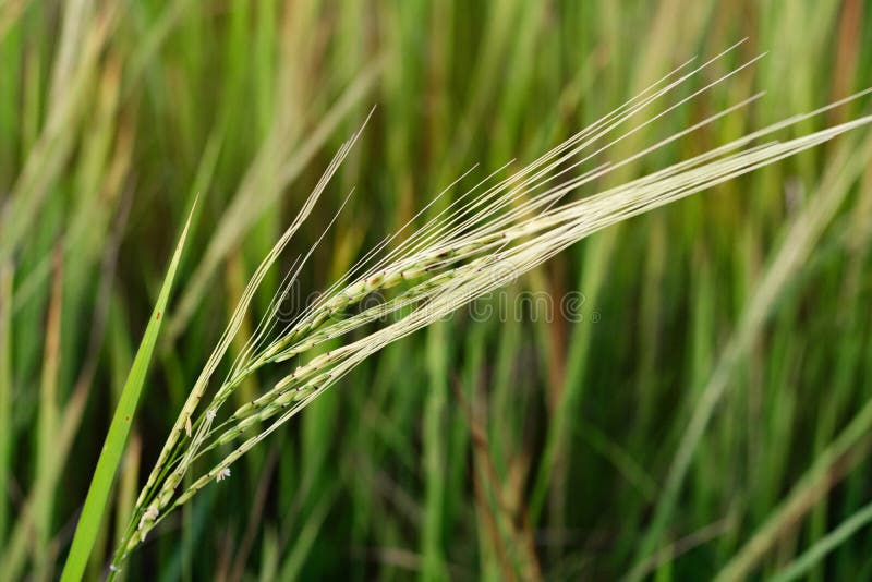 Flowering in rice stock photo. Image of life, flowers - 26453330