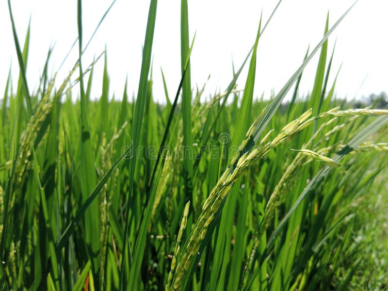 Rice Flowering Phase. the Leaves are Light Green Stock Image - Image of ...