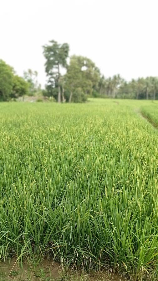 Rice Flowers that are Blooming are Waiting To Fill when they Start To ...