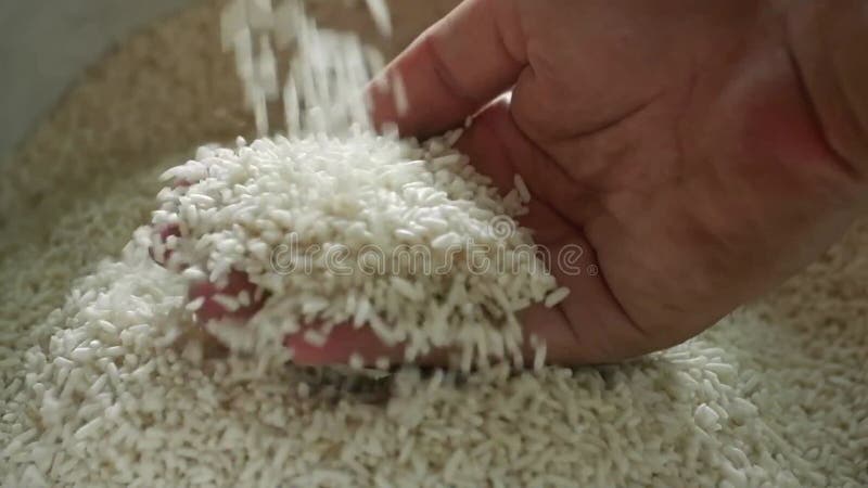 Rice that Flows Down from Rice Milling Machine. Hand Waiting To Receive ...