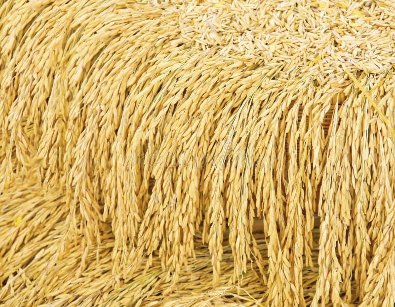 Rice is Foods High in Carbohydrate. Stock Image - Image of close, dish ...