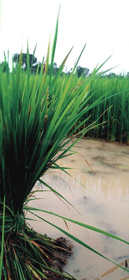 Rice forming on the shot stock image. Image of field - 225945673