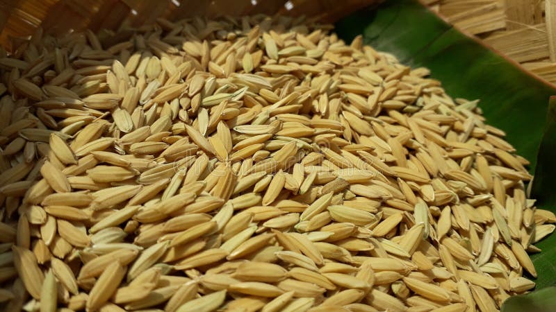 The Rice Fresh from Field Form Farmer Stock Image - Image of meal, food ...