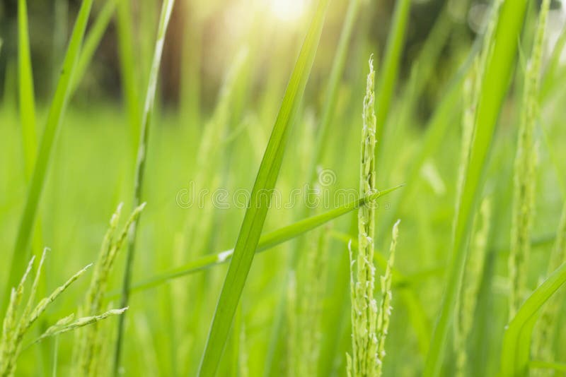 Rice with Freshness of Nature. Stock Photo - Image of rural, ecology ...