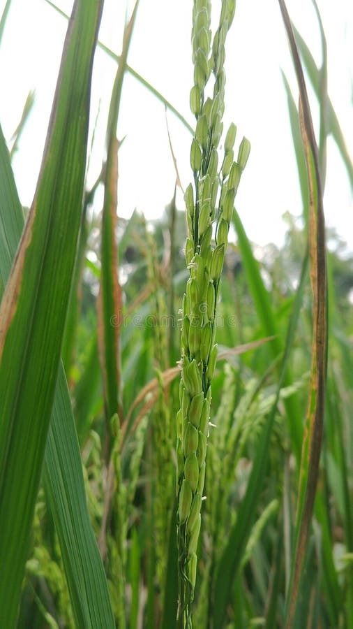 Rice Fruit in Aesthetic Rice Fields Stock Photo - Image of rice, fields ...