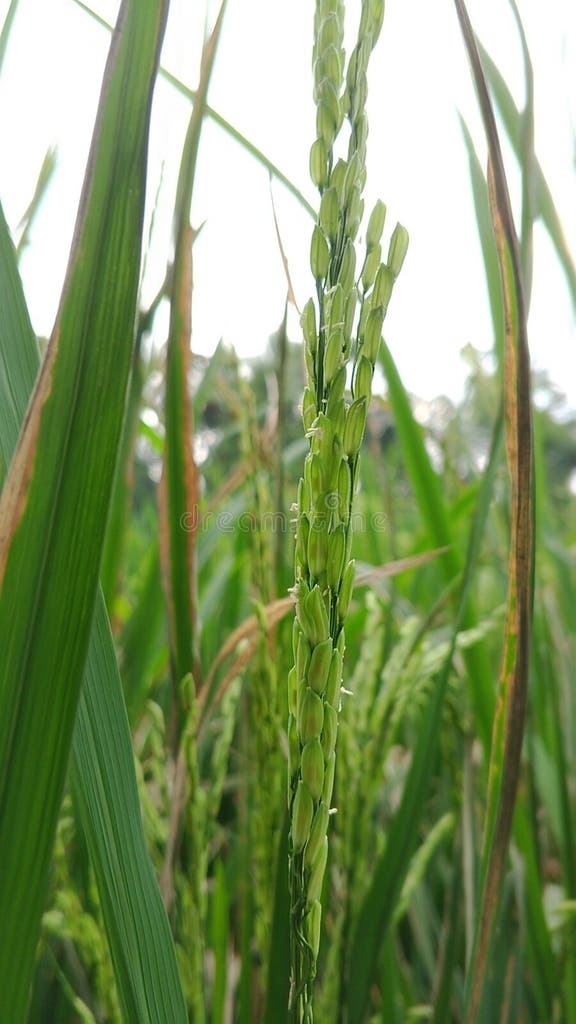 Rice Fruit in Aesthetic Rice Fields Stock Photo - Image of rice, fields ...