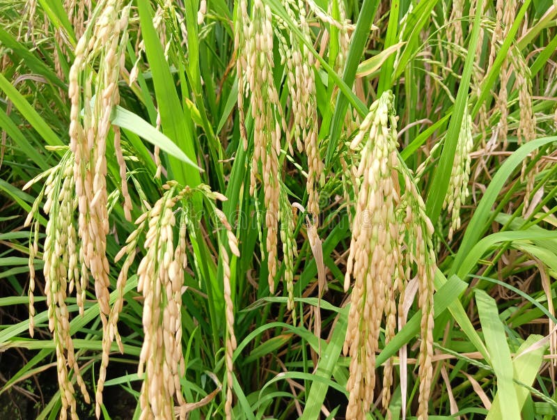 Rice Fruit that Has Started To Turn Yellow Stock Photo - Image of rice ...