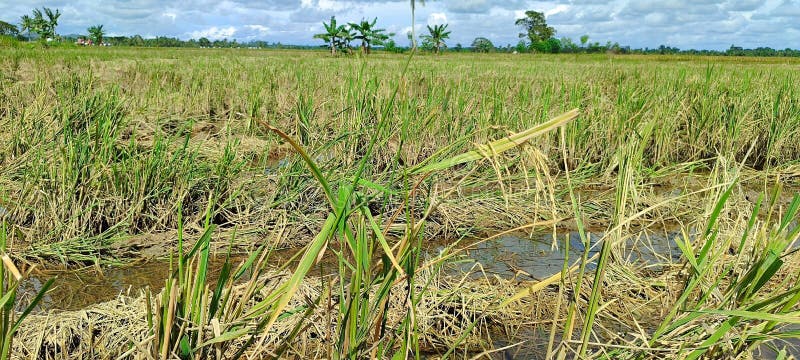 Rice Fruit Left in the Middle of the Rice Fields that Have Been ...