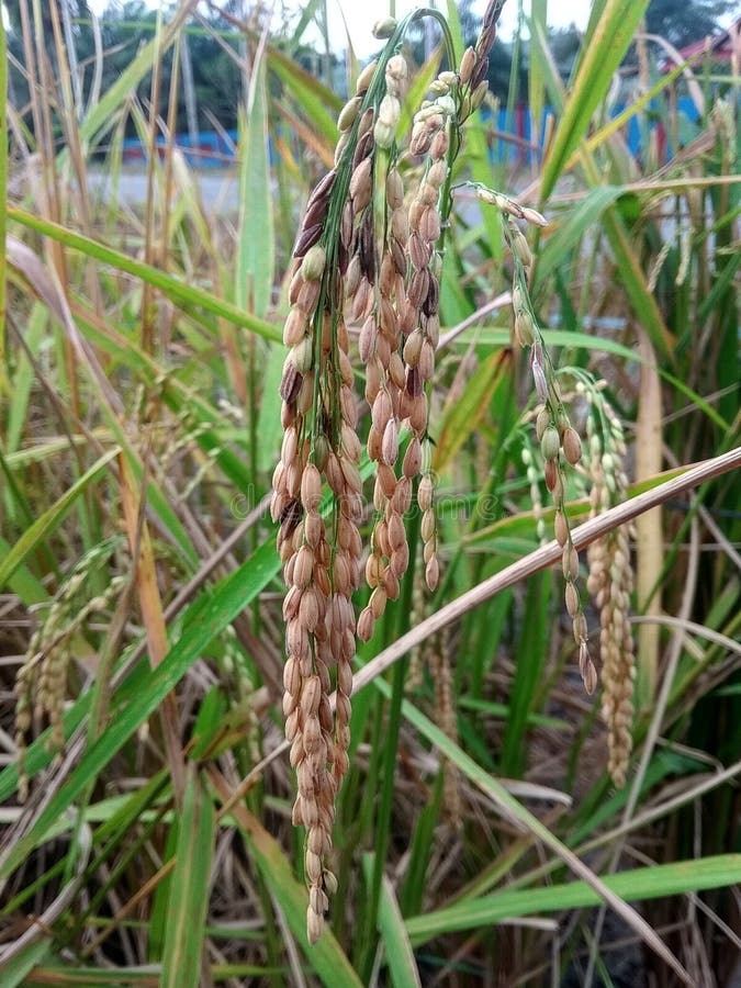 Rice fruit stock image. Image of yellow, clustered, stemmed - 225697161