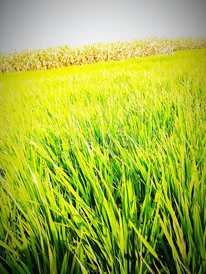 Rice garden stock image. Image of green, garden, rice - 131027637
