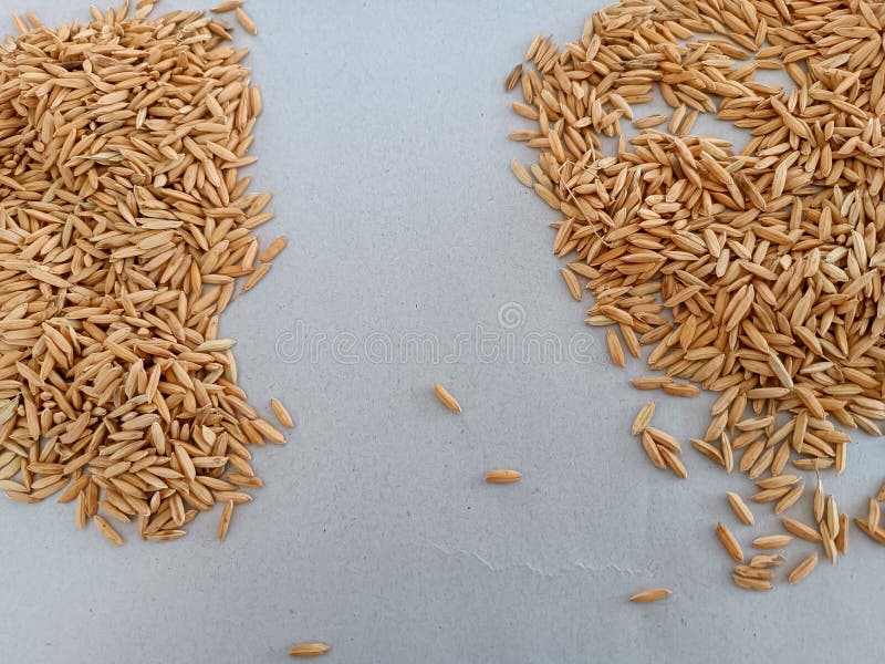 Rice Seed Germinate Stock Photos - Free & Royalty-Free Stock Photos ...