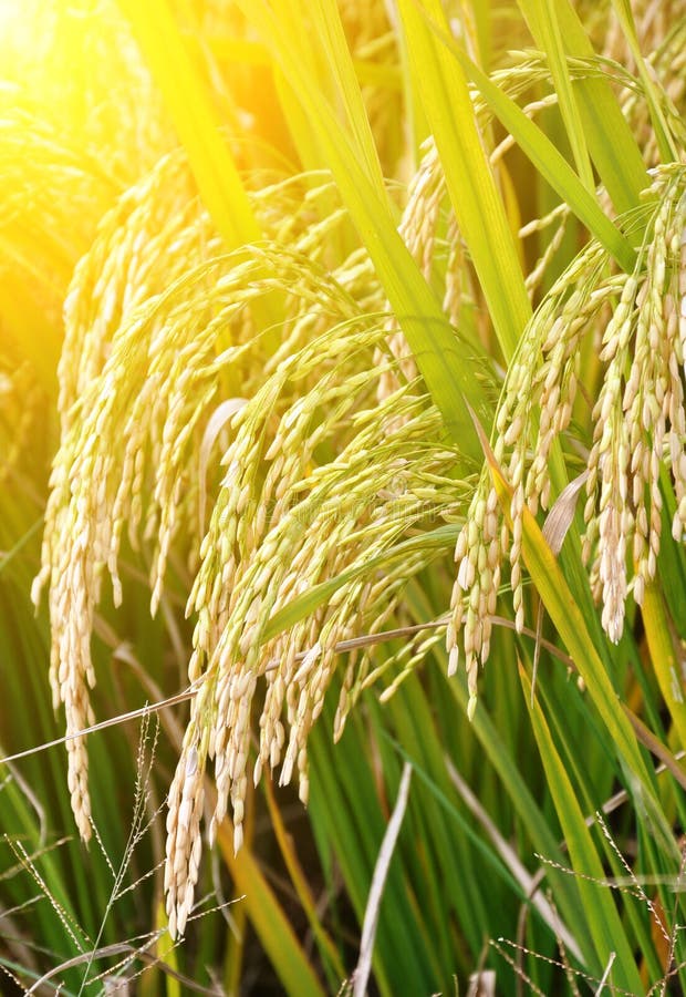 354 Rice Farming Icon Stock Photos - Free & Royalty-Free Stock Photos ...