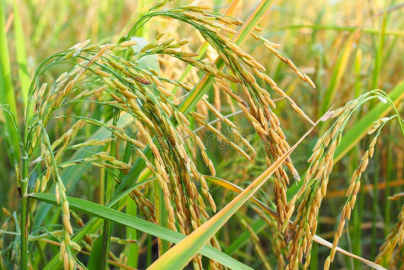 Gold paddy rice stock photo. Image of grow, farmland - 53731720