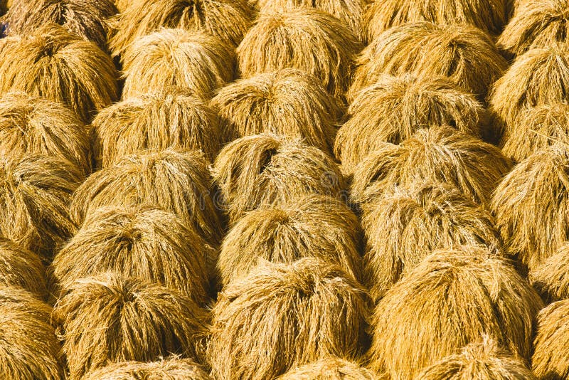 Rice stock image. Image of south, grain, east, life, field - 57964683