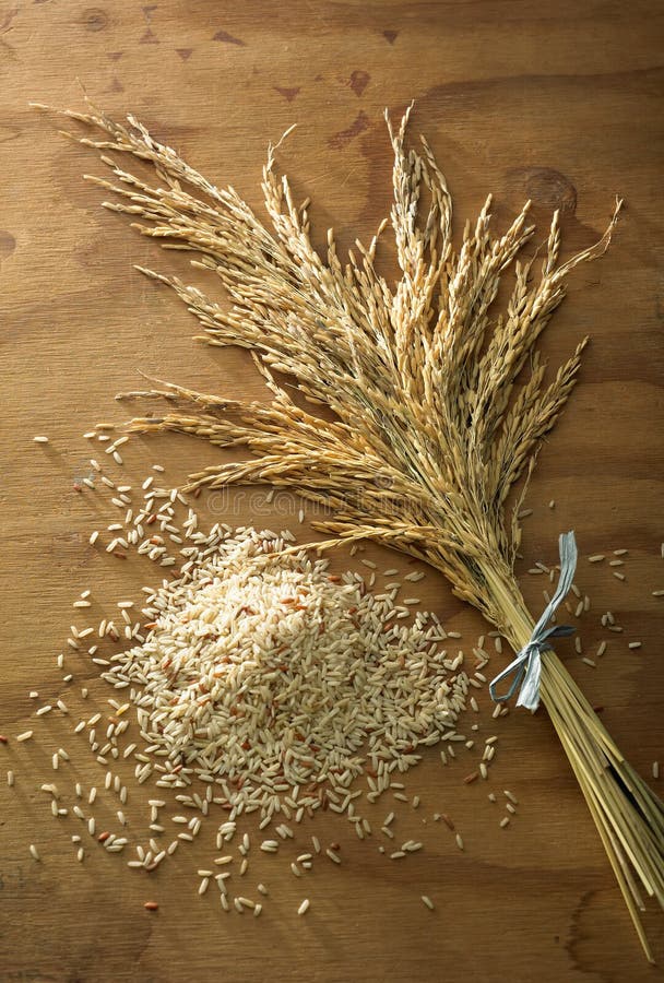 Rice grain stock photo. Image of nutrition, natural, macro - 13883674