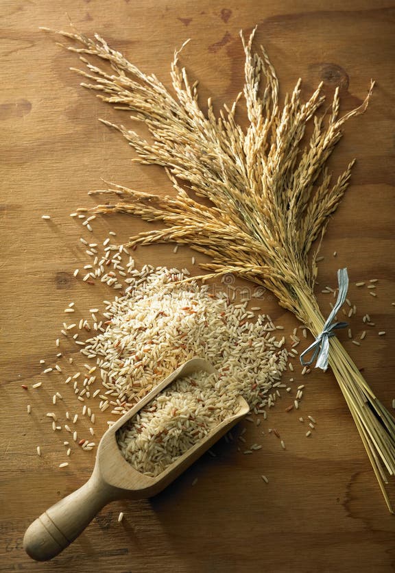 Rice grain stock photo. Image of diet, grow, natural - 13883638