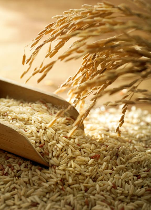 Rice grain stock photo. Image of nutrition, natural, macro - 13883674