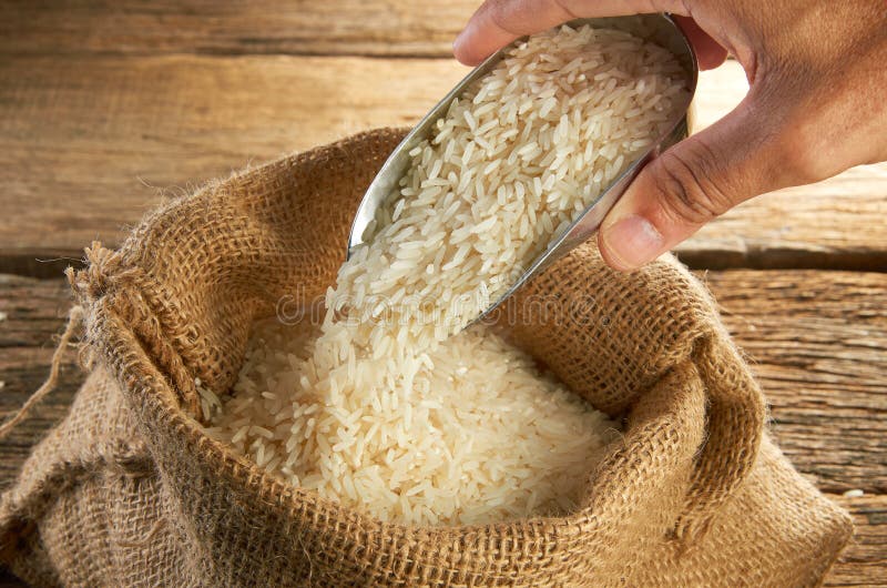 Rice Grain stock photo. Image of hand, culture, harvest - 22275144