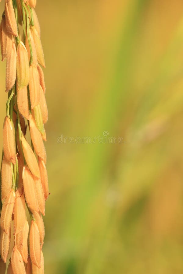 Rice Grain. stock image. Image of wheat, stem, rice, paddy - 27633455