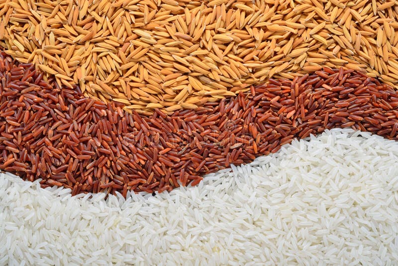Rice grain stock image. Image of agriculture, cultivation - 28737643