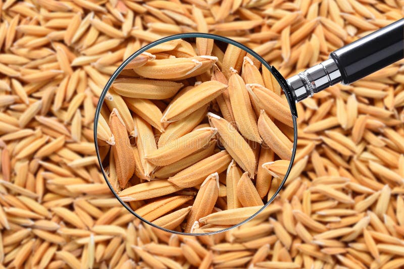 Rice grain stock photo. Image of asia, cultivation, agricultural - 28742714