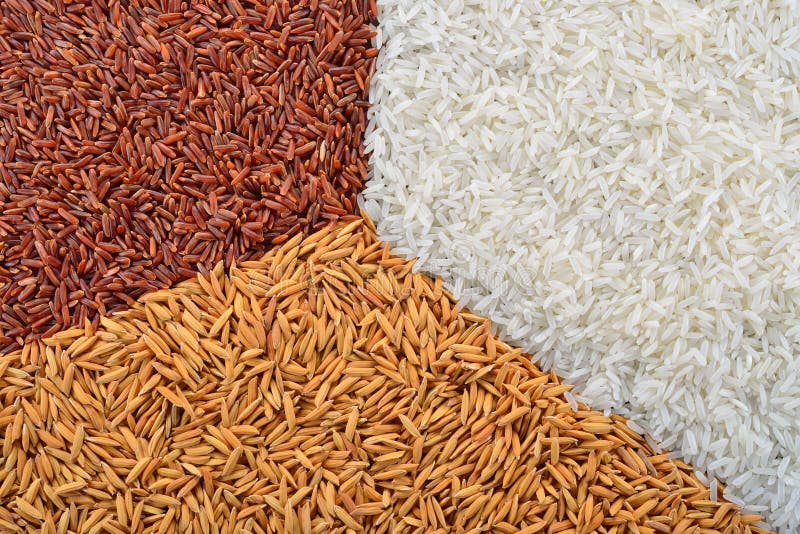 Rice grain stock photo. Image of dinner, cereal, farm - 28742172