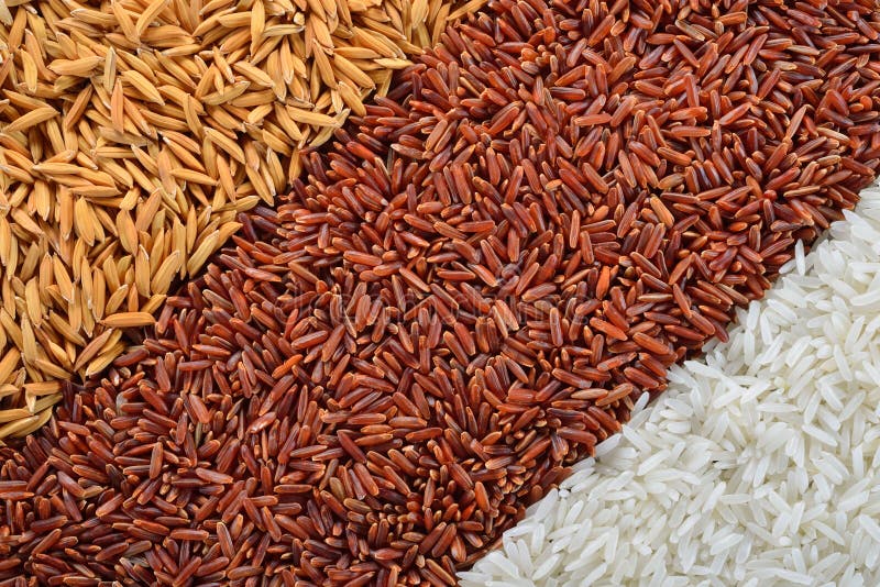 Rice grain stock image. Image of farm, eating, cooking - 28742661