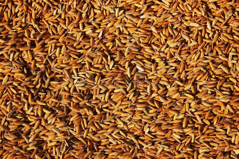 Rice grain stock image. Image of important, food, market - 4829377