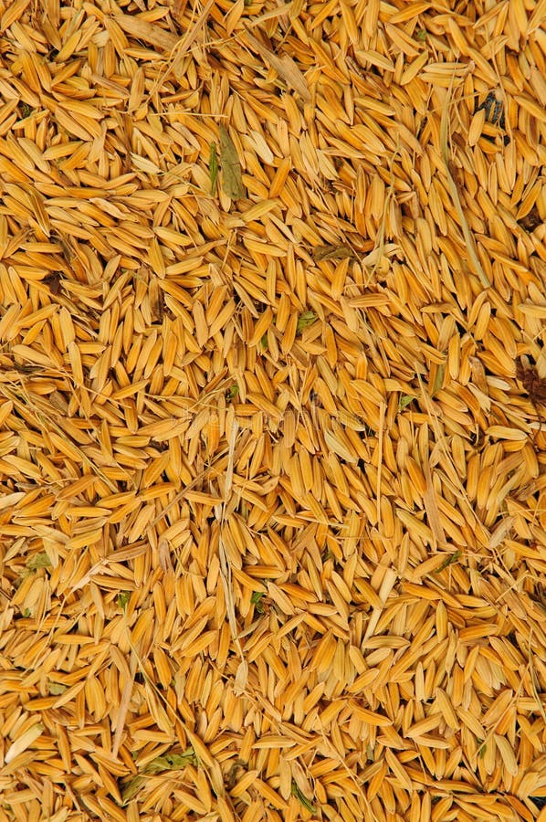 Rice grain background stock image. Image of leaf, crop - 27772181