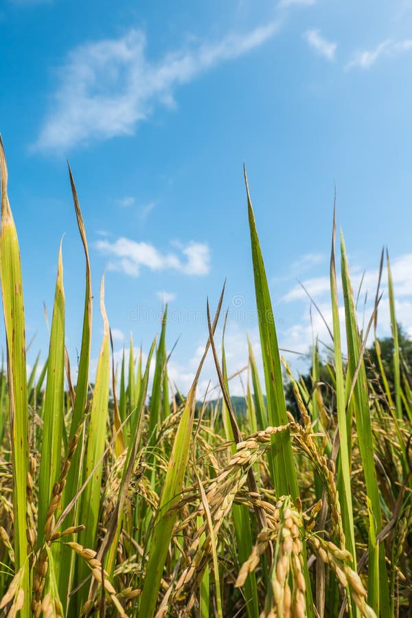 Rice grain stock photo. Image of natural, grain, rural - 46954180