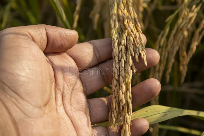 Rice Grain on Barley on Hand in Field Stock Image - Image of india ...