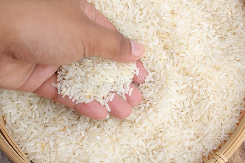 Rice grain stock photo. Image of harvest, asia, plant - 34273150