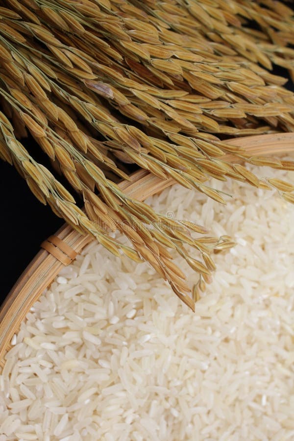 Rice grain stock image. Image of agriculture, asia, healthy - 34273299