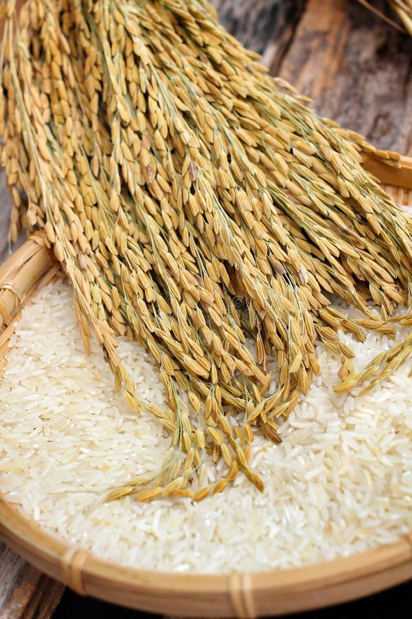 Rice grain stock photo. Image of paddy, grass, seed, green - 34273746
