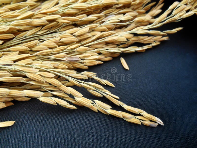 Rice grain stock photo. Image of paddy, asia, ripe, rice - 34275050