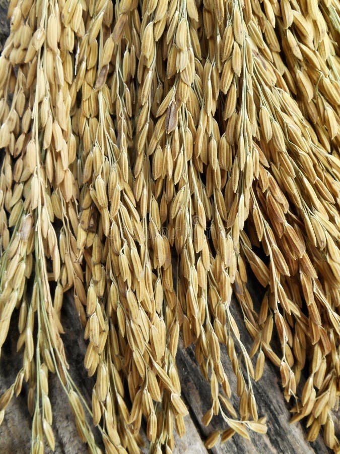 Rice grain stock image. Image of grain, countryside, agriculture - 34275299
