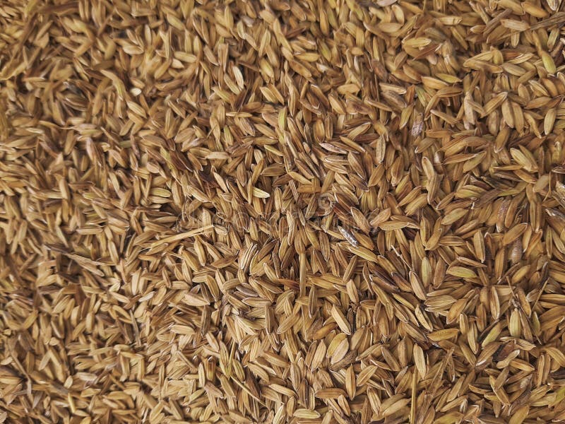 Unprocessed rice stock image. Image of close, agriculture - 210316091