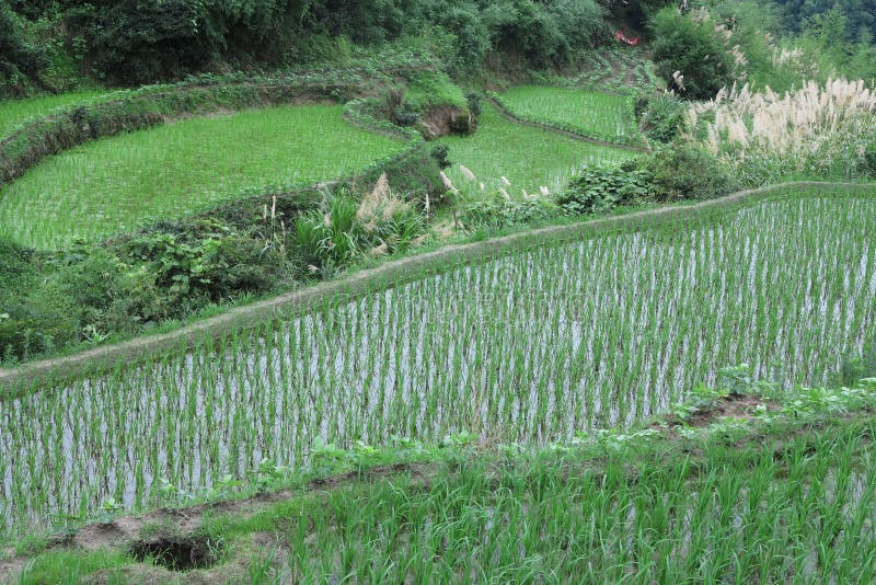 Rice and grain crops stock photo. Image of farmland, food - 94606996