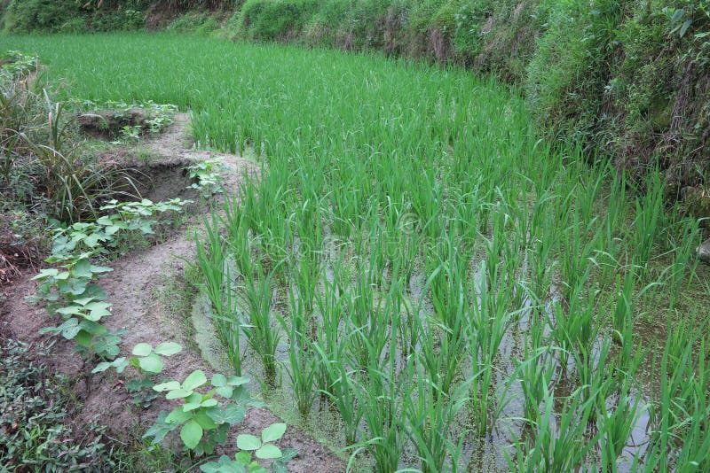 Rice and grain crops stock photo. Image of seedlings - 94607568