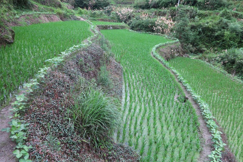 Rice and grain crops stock image. Image of acres, seedling - 94607715