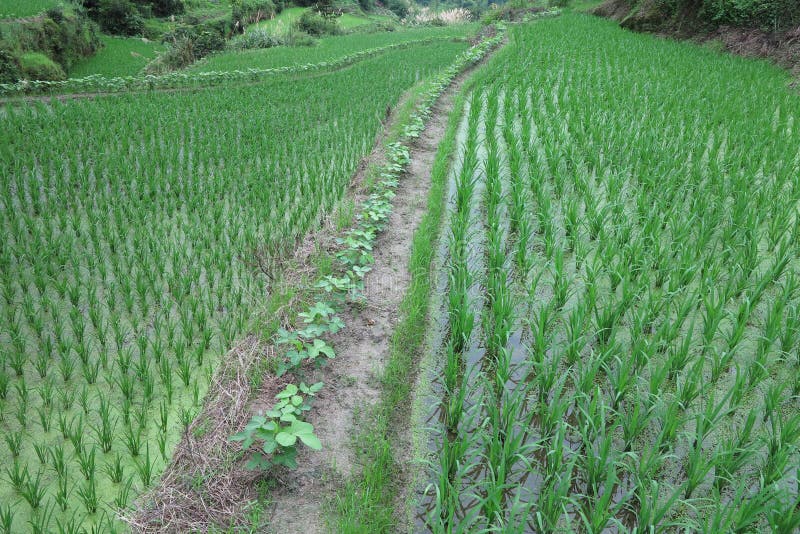 Rice and grain crops stock photo. Image of farmland, rural - 94608086